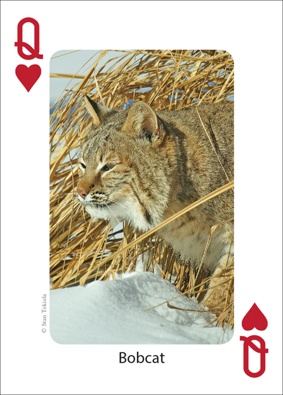 Mammals of the Midwest Playing Cards - AdventureKEEN Shop