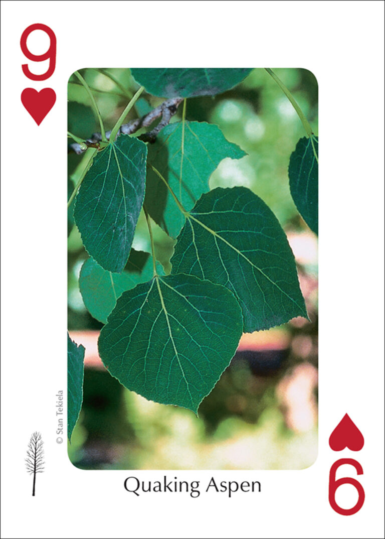 Trees of the Midwest Playing Cards - AdventureKEEN Shop