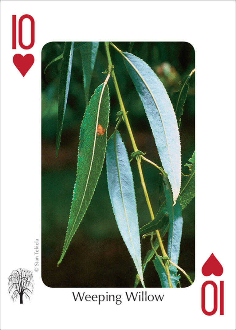 Trees of the Midwest Playing Cards - AdventureKEEN Shop