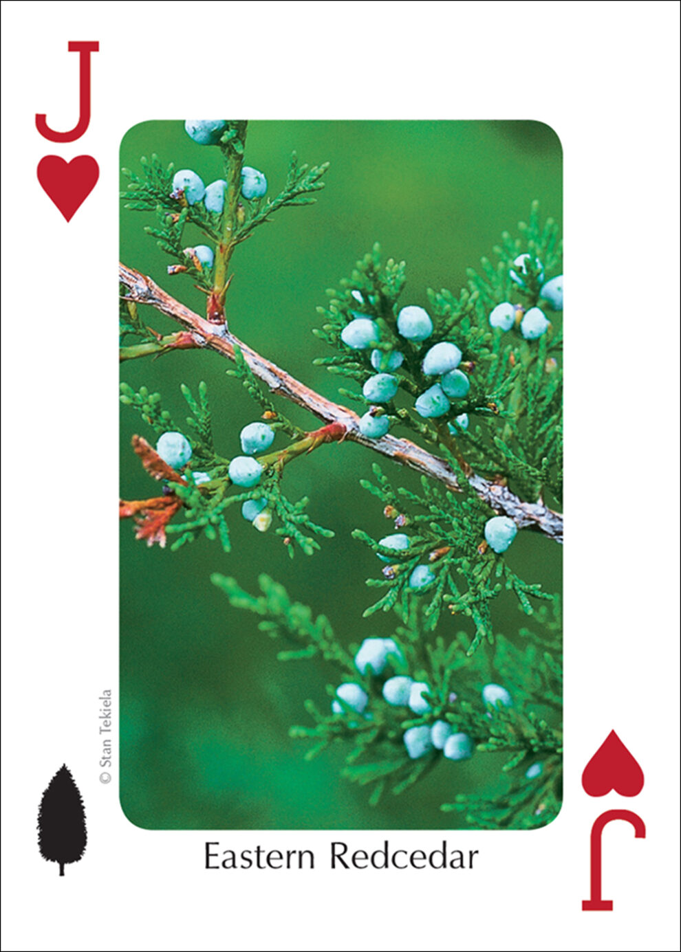 Trees of the Midwest Playing Cards - AdventureKEEN Shop