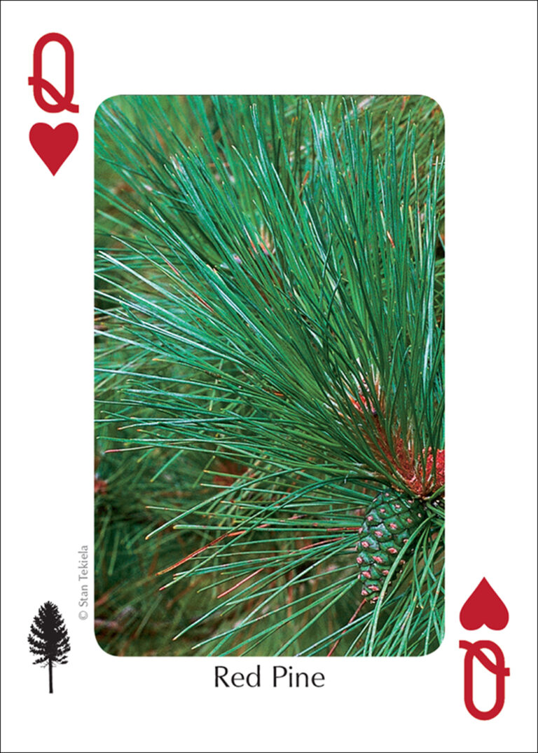 Trees of the Midwest Playing Cards - AdventureKEEN Shop