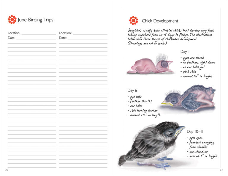Birding Journal - AdventureKEEN Shop