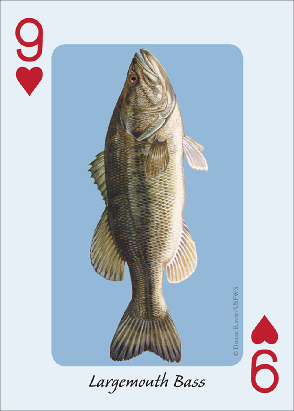 Fish of the Midwest Playing Cards - AdventureKEEN Shop