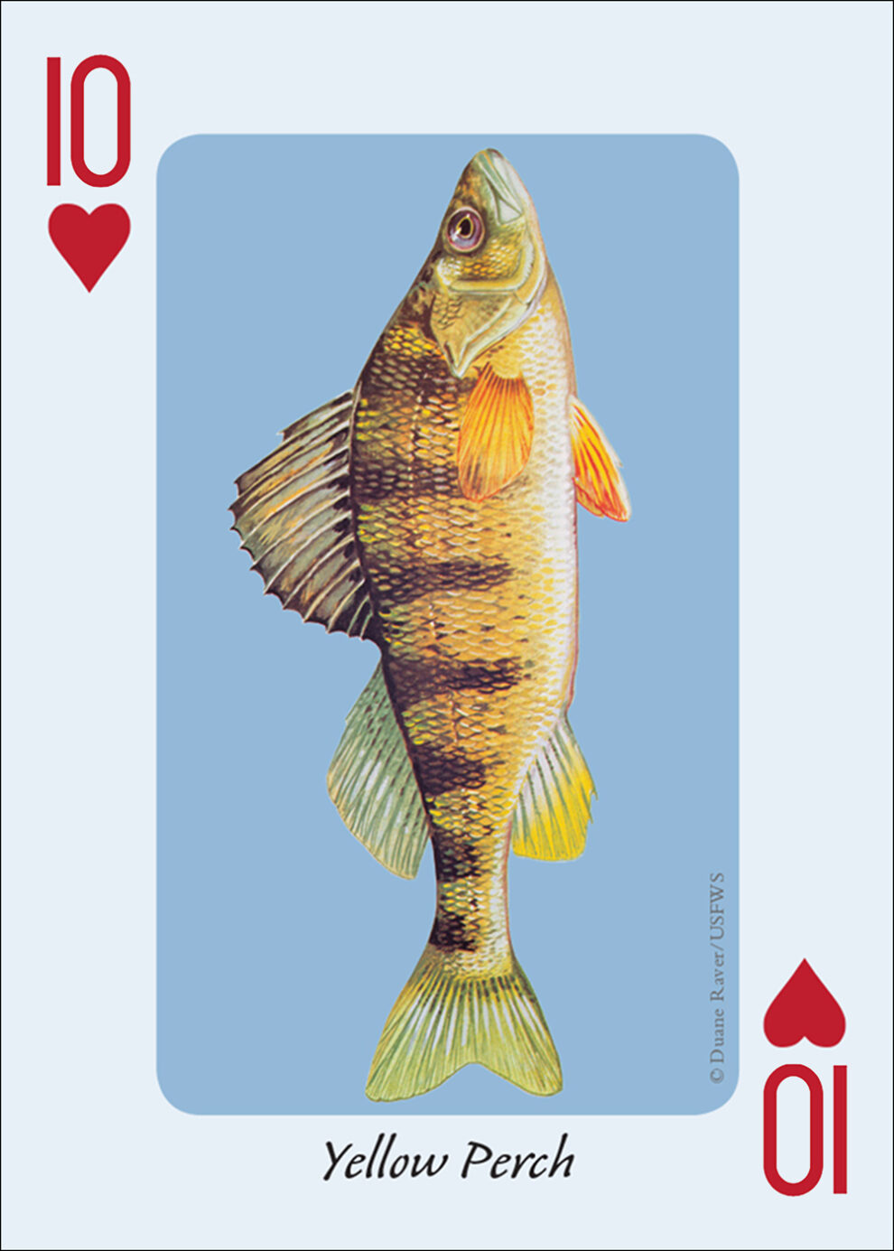 Fish of the Midwest Playing Cards - AdventureKEEN Shop