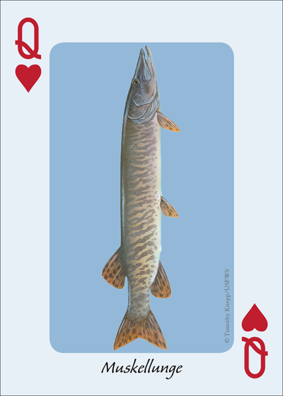 Fish of the Midwest Playing Cards - AdventureKEEN Shop