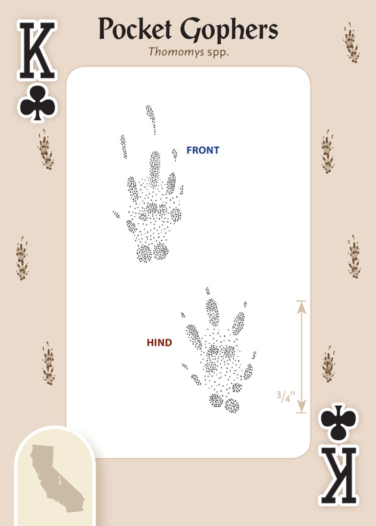 Animal Tracks of California Playing Cards - AdventureKEEN Shop