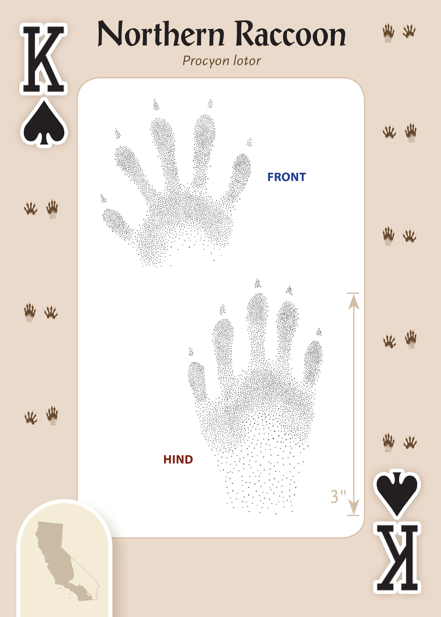 Animal Tracks of California Playing Cards - AdventureKEEN Shop