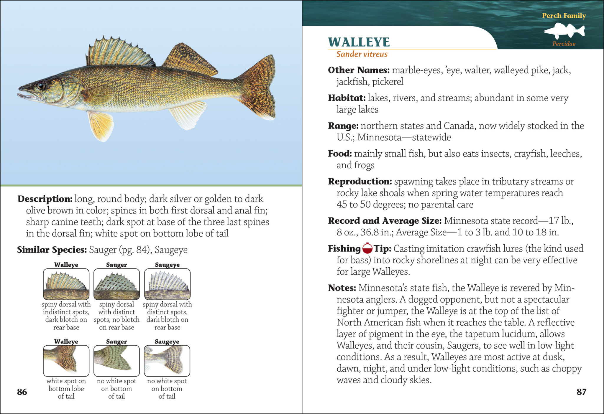 Fish of Minnesota Field Guide - AdventureKEEN Shop