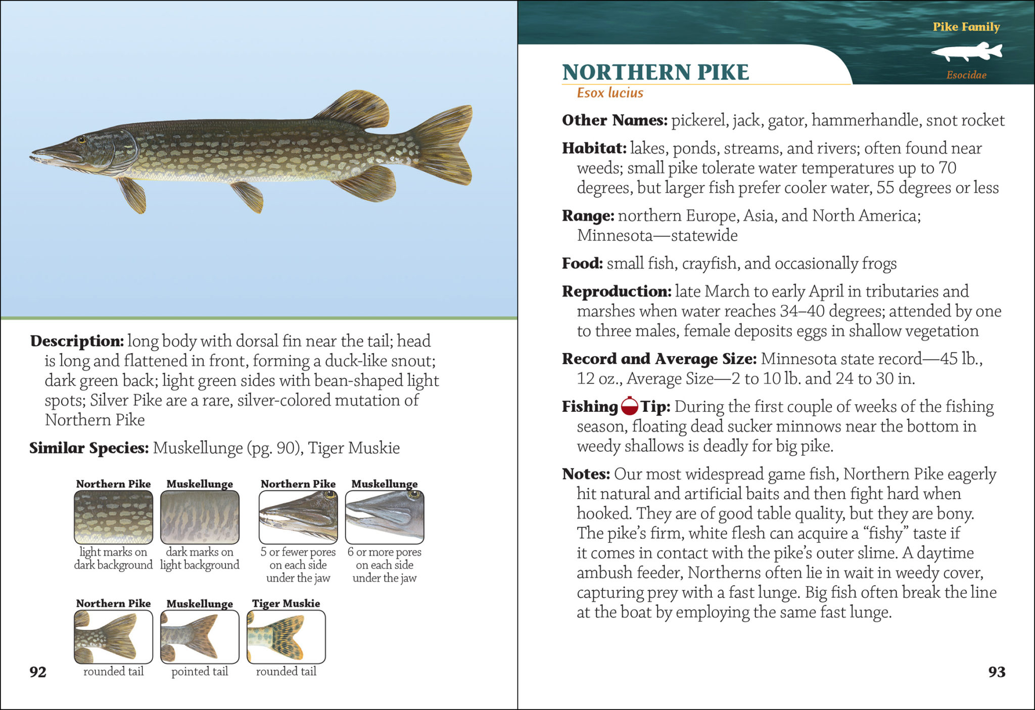 Fish of Minnesota Field Guide - AdventureKEEN Shop