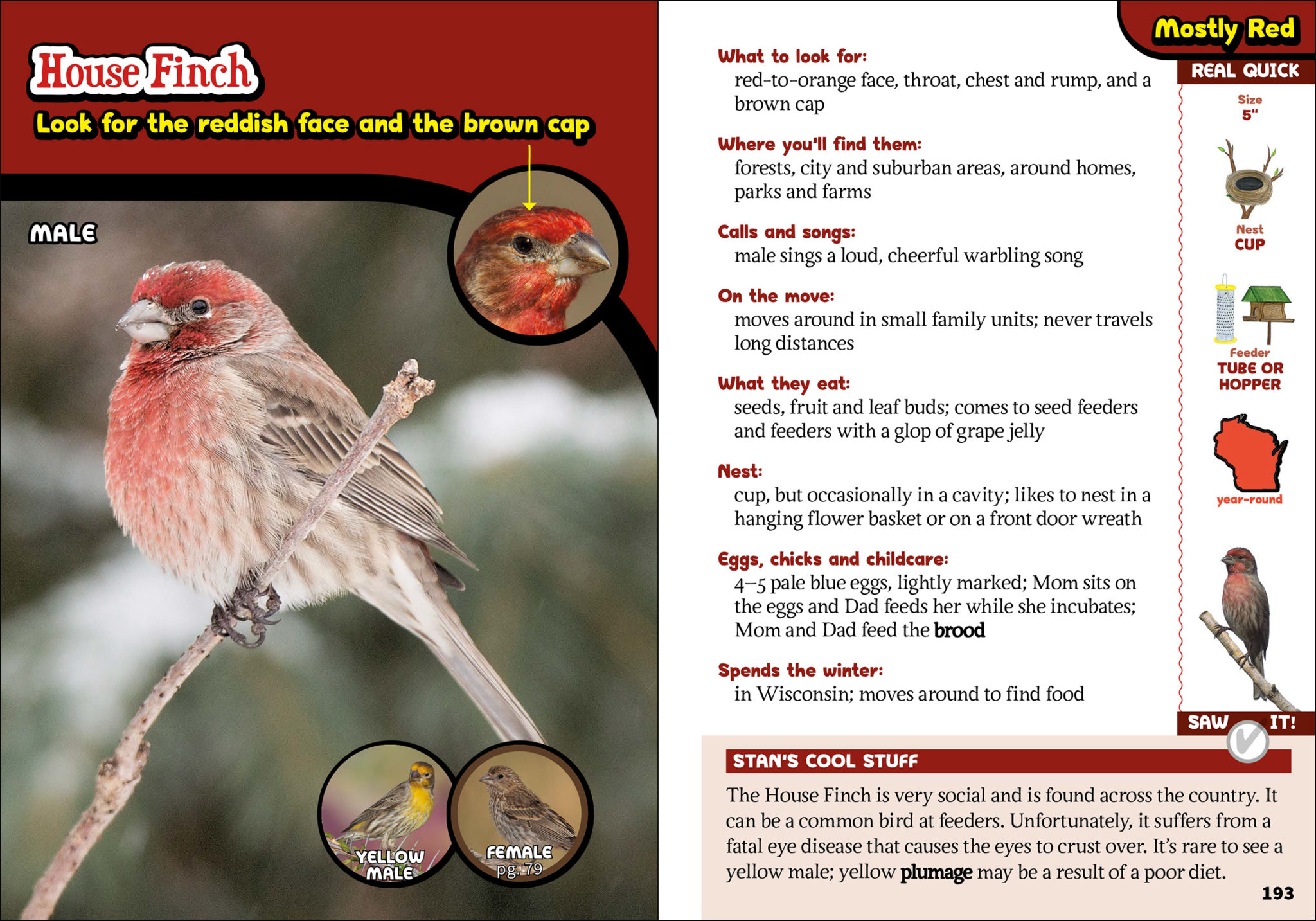 The Kids' Guide to Birds of Wisconsin - AdventureKEEN Shop