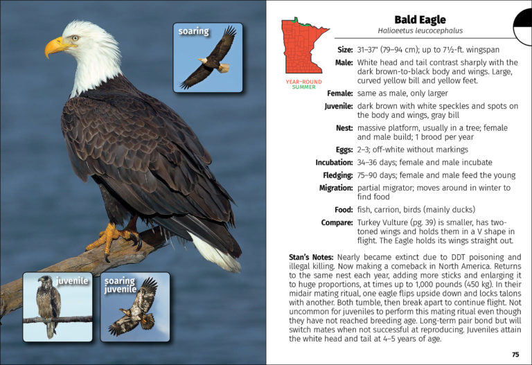 Birds of Minnesota Field Guide - AdventureKEEN Shop