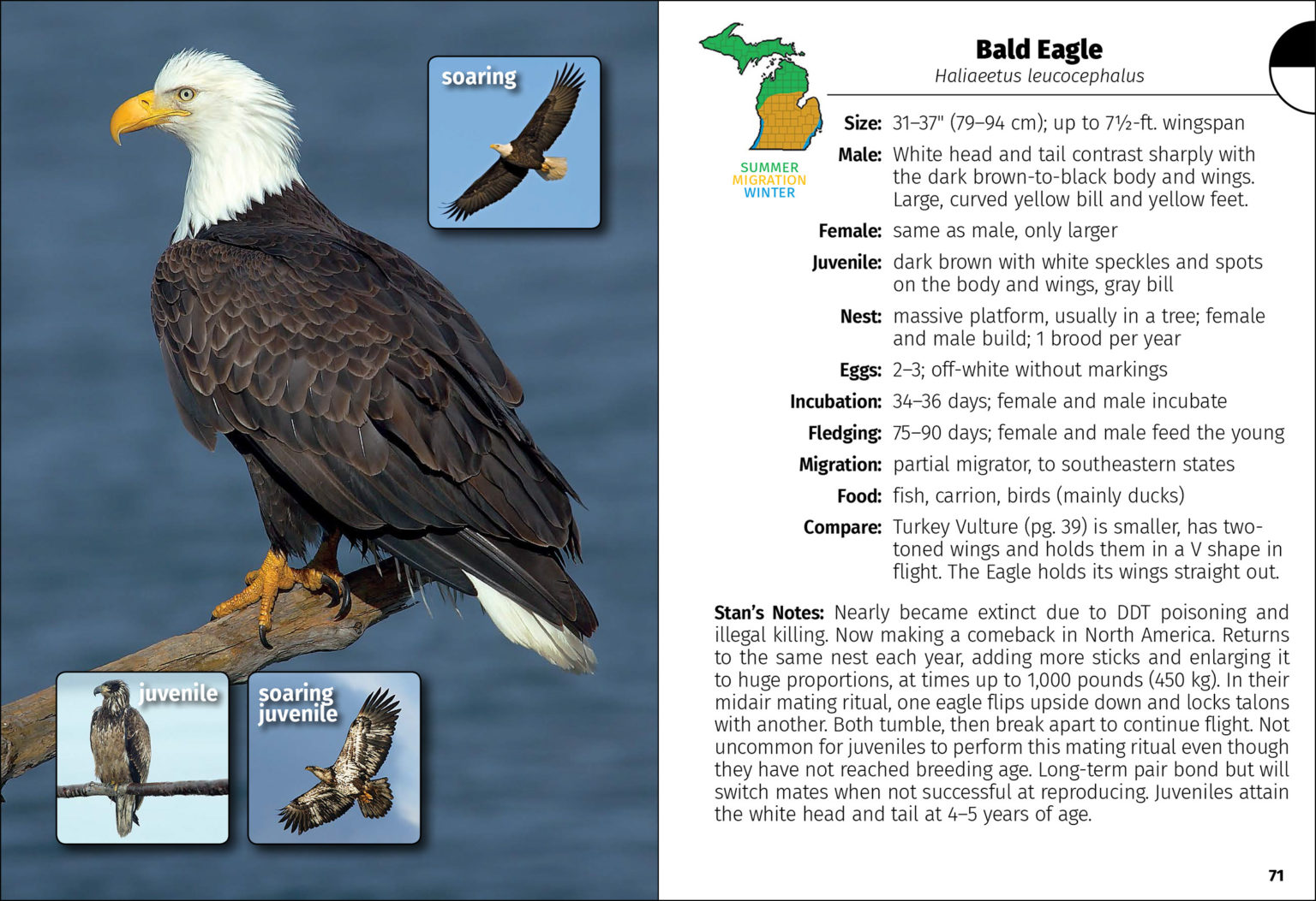 Birds of Michigan Field Guide - AdventureKEEN Shop