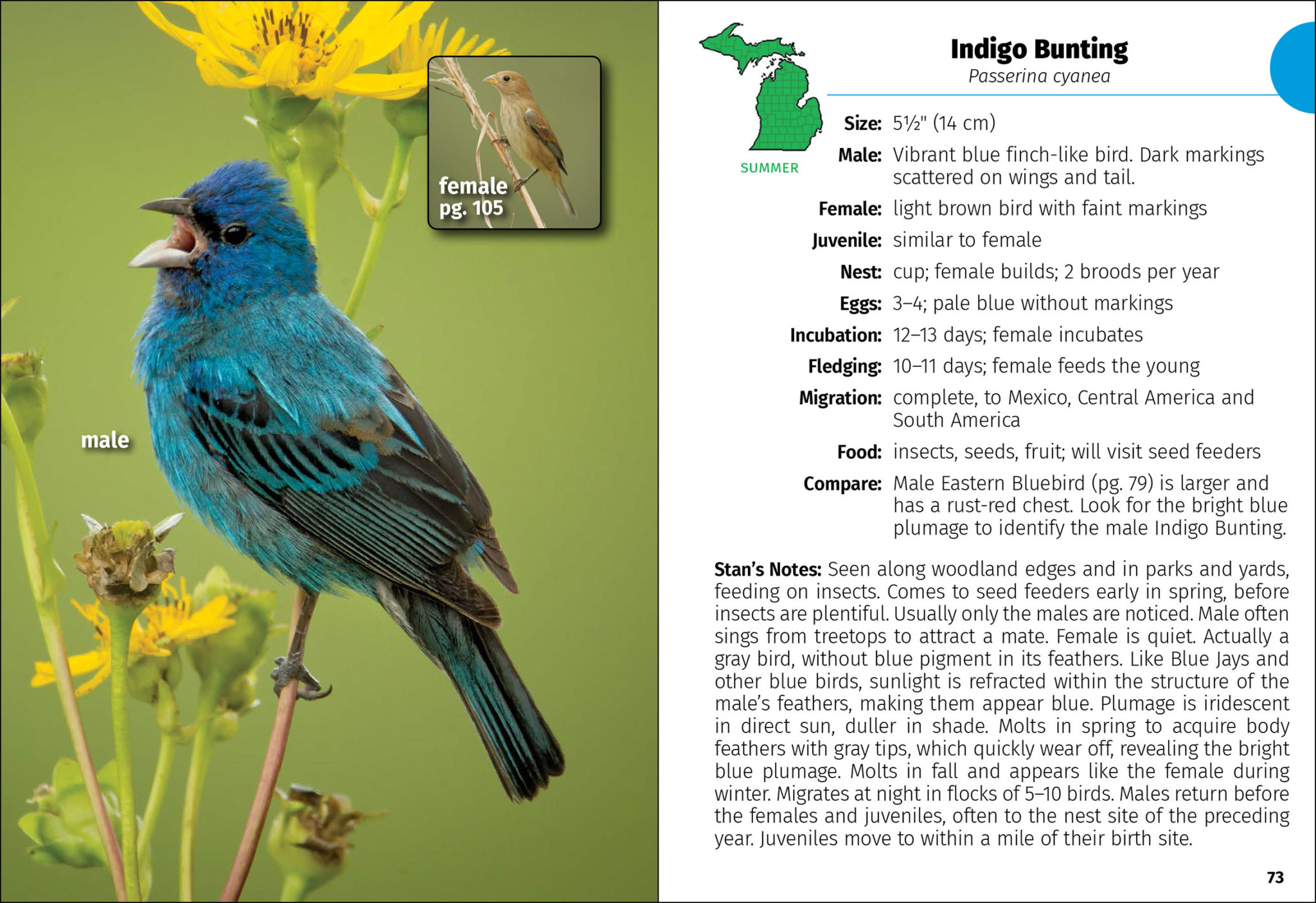 Birds of Michigan Field Guide - AdventureKEEN Shop
