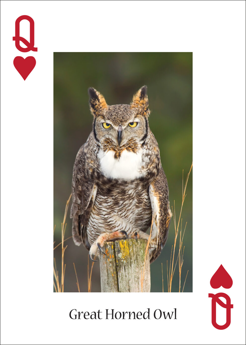 Owls Playing Cards - AdventureKEEN Shop