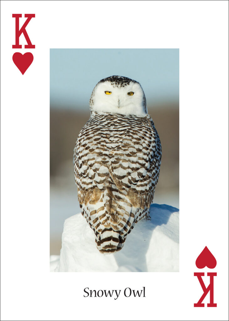 Owls Playing Cards - AdventureKEEN Shop