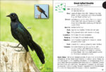 Birds of Colorado Field Guide - AdventureKEEN Shop