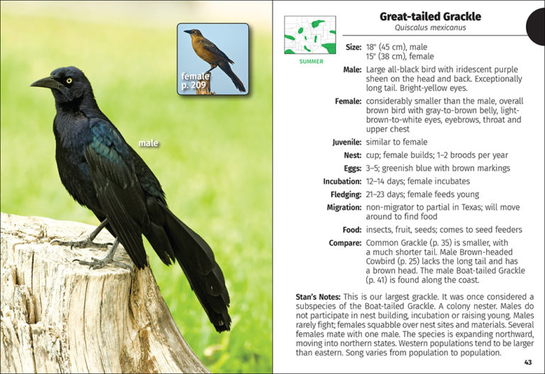 Birds of Colorado Field Guide - AdventureKEEN Shop