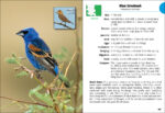 Birds of Colorado Field Guide - AdventureKEEN Shop