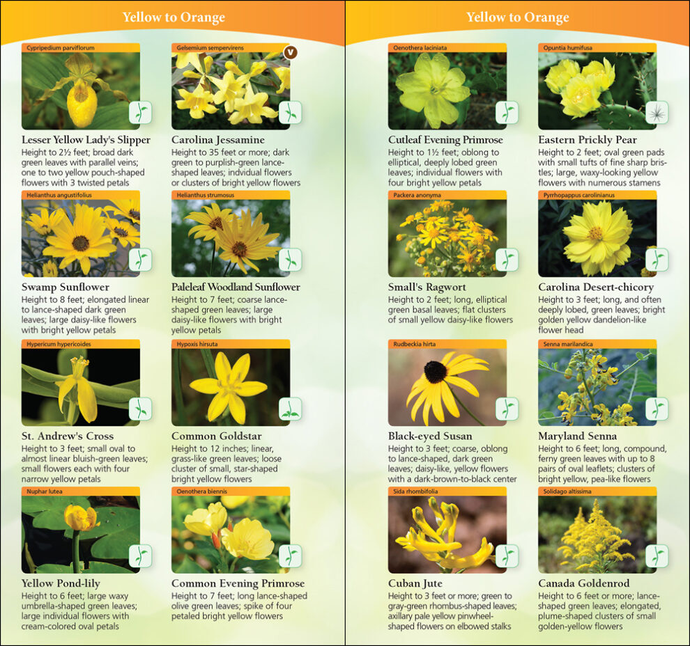 Wildflowers of the South & Southeast - AdventureKEEN Shop