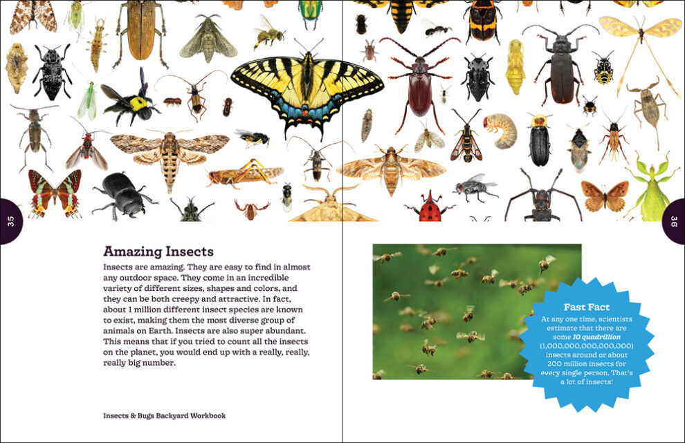 Insects & Bugs Backyard Workbook - AdventureKEEN Shop