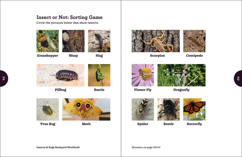 Insects & Bugs Backyard Workbook - AdventureKEEN Shop