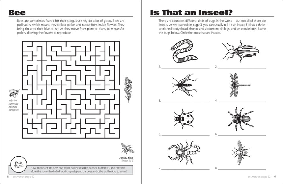 Beautiful Bugs Activity Book - AdventureKEEN Shop