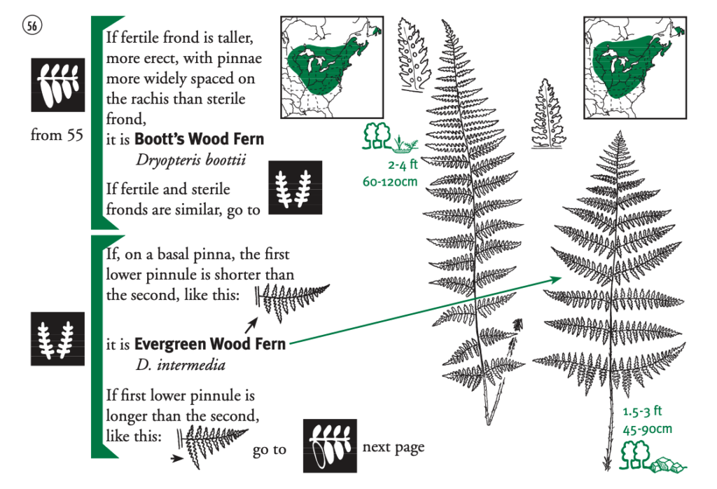 Fern Finder - AdventureKEEN Shop