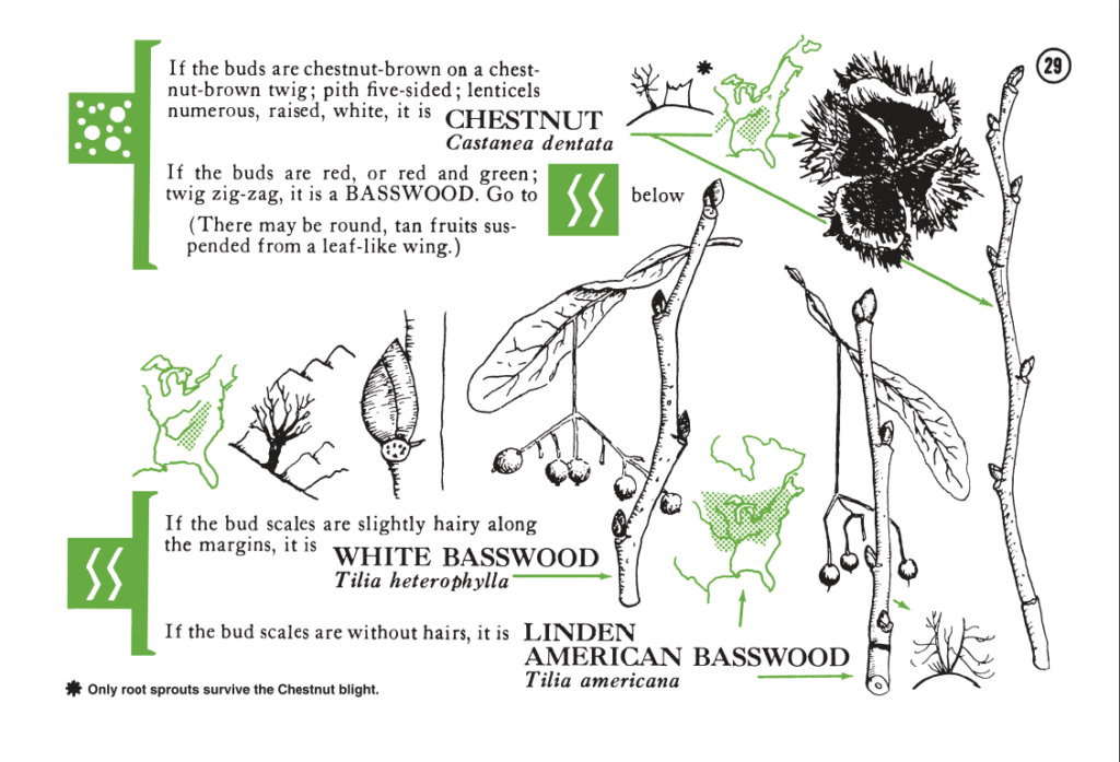 Winter Tree Finder - AdventureKEEN Shop