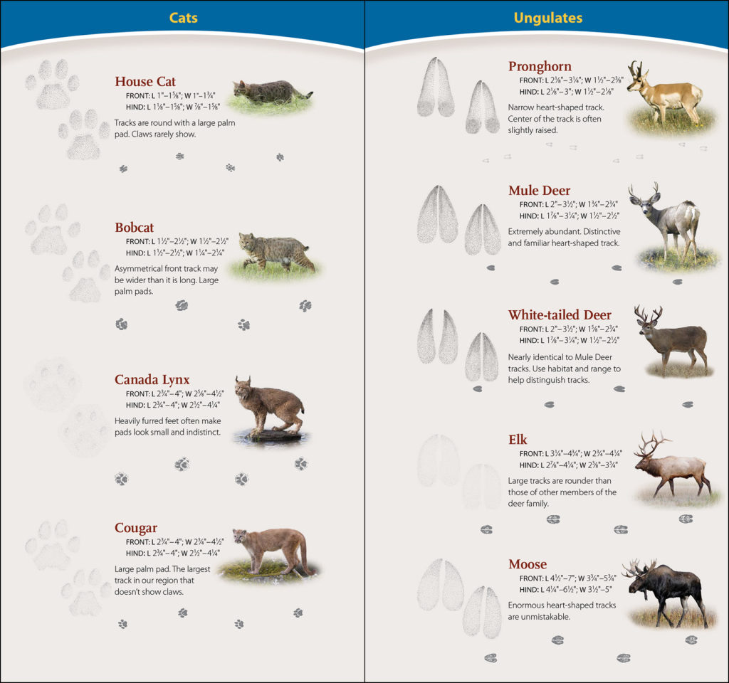 Animal Tracks of the Rocky Mountains - AdventureKEEN Shop