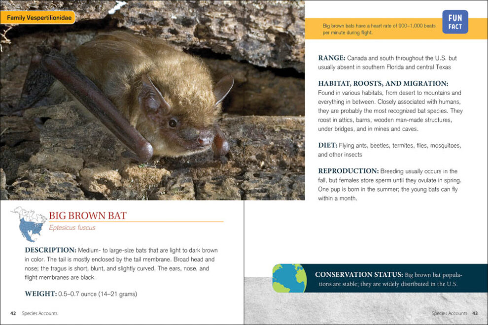 Bat Basics - AdventureKEEN Shop