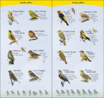 Birds of the Midwest - AdventureKEEN Shop