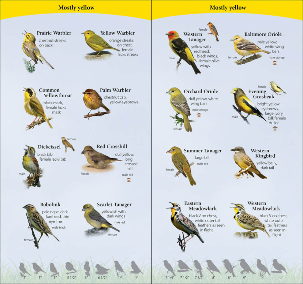 Birds of the Midwest - AdventureKEEN Shop