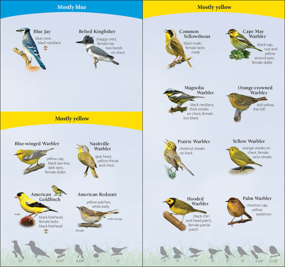 Birds of the Northeast - AdventureKEEN Shop