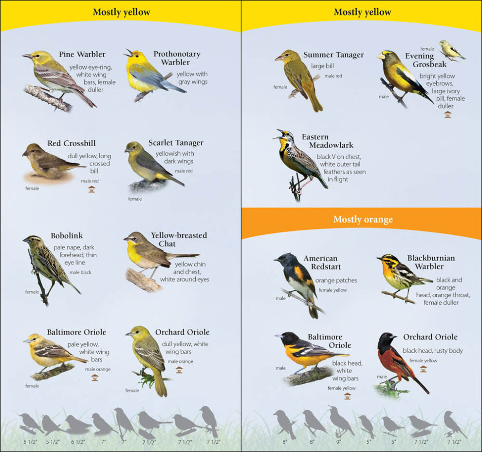 Birds of the Northeast - AdventureKEEN Shop