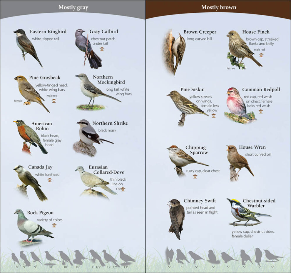 Birds of the Northeast - AdventureKEEN Shop