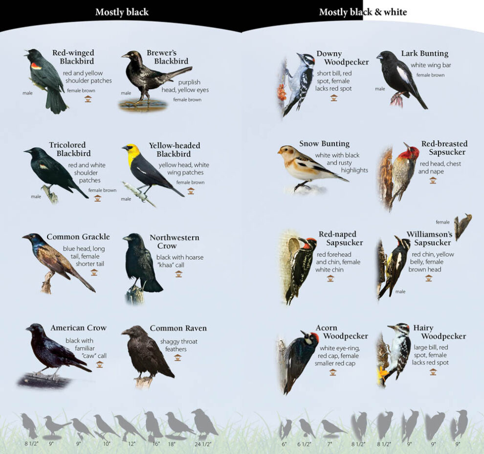 Birds of the Northwest - AdventureKEEN Shop