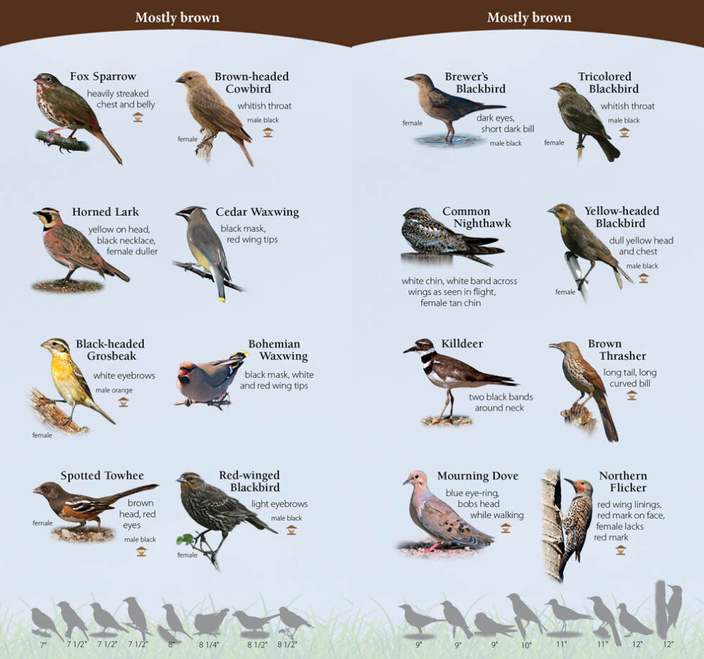 Birds of the Northwest - AdventureKEEN Shop