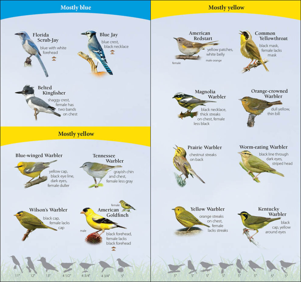 Birds of the Southeast - AdventureKEEN Shop