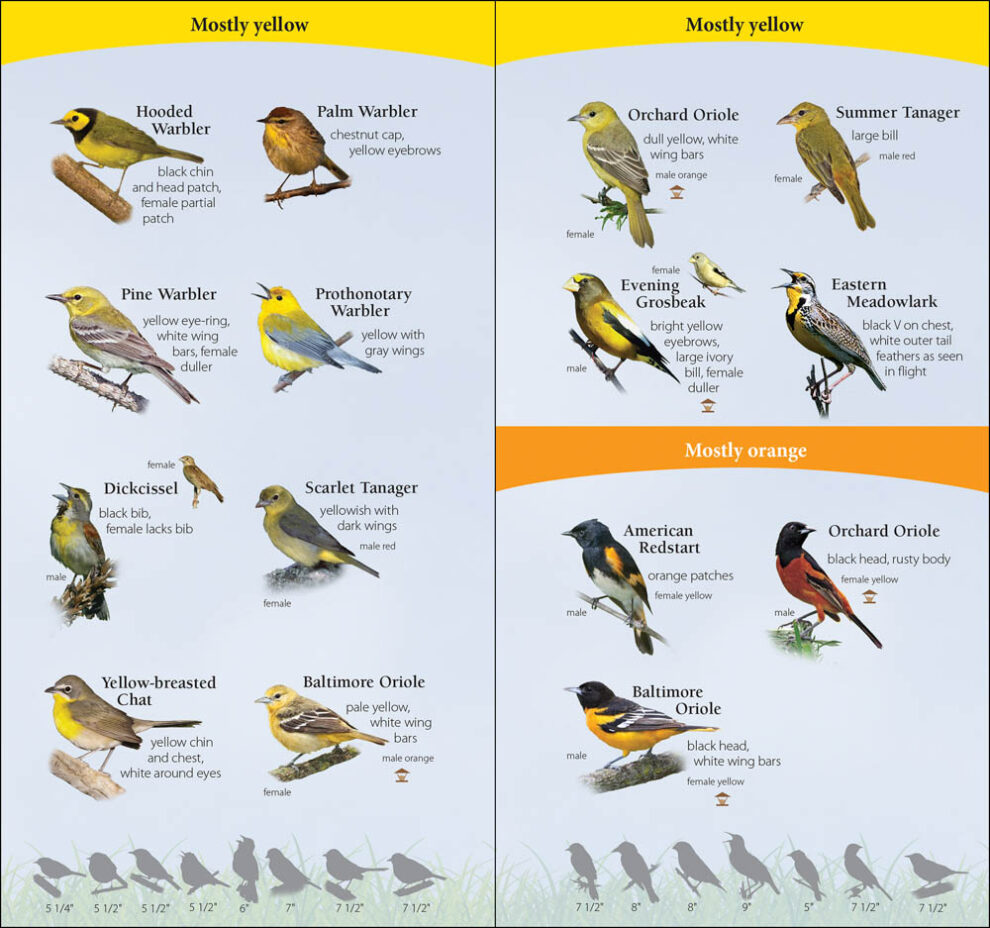 Birds of the Southeast - AdventureKEEN Shop