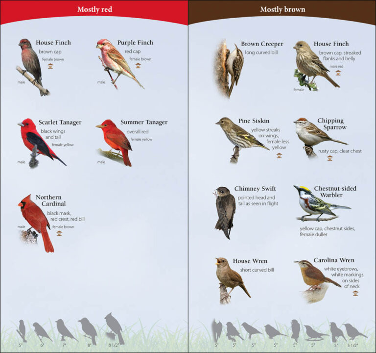 Birds of the Southeast - AdventureKEEN Shop