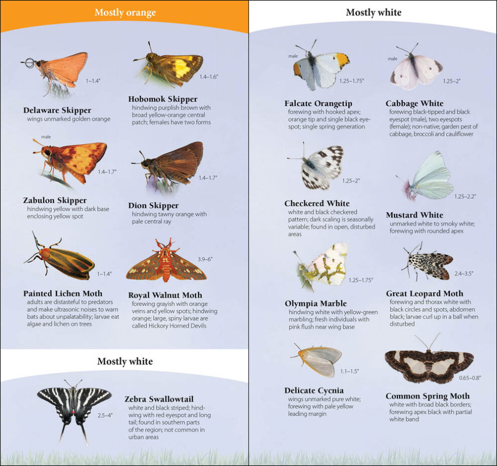 Butterflies of the Midwest - AdventureKEEN Shop