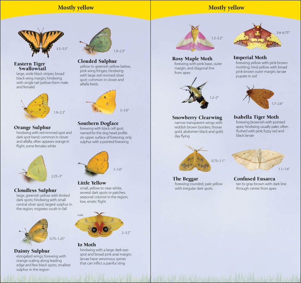 Butterflies of the Midwest - AdventureKEEN Shop