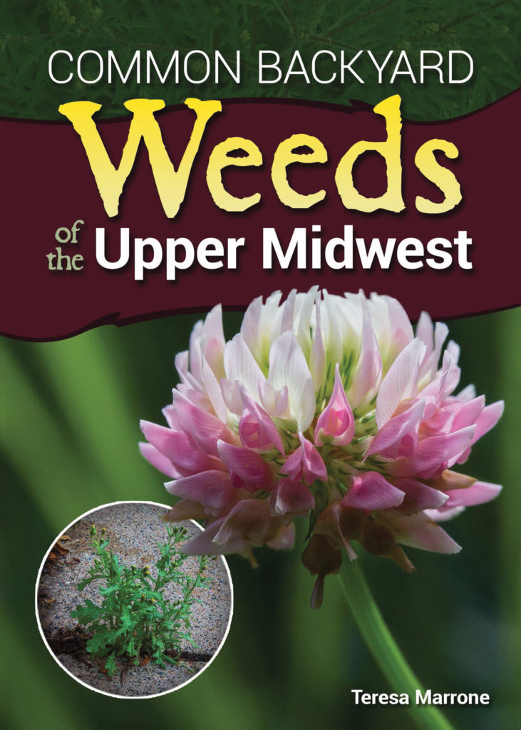 Common Backyard Weeds of the Upper Midwest - AdventureKEEN Shop
