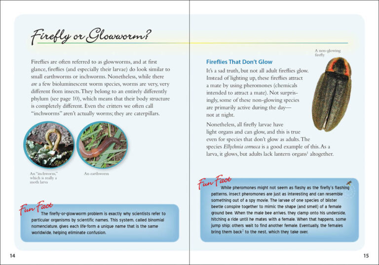 Fireflies Book - AdventureKEEN Shop