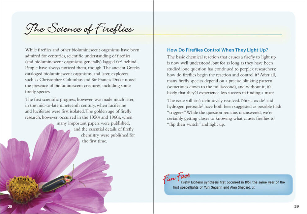 Fireflies Book - AdventureKEEN Shop