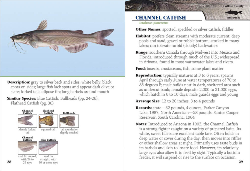 Fish of Arizona Field Guide - AdventureKEEN Shop