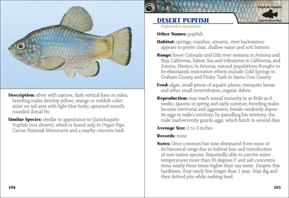 Fish of Arizona Field Guide - AdventureKEEN Shop