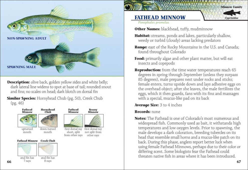 Fish of Colorado Field Guide - AdventureKEEN Shop