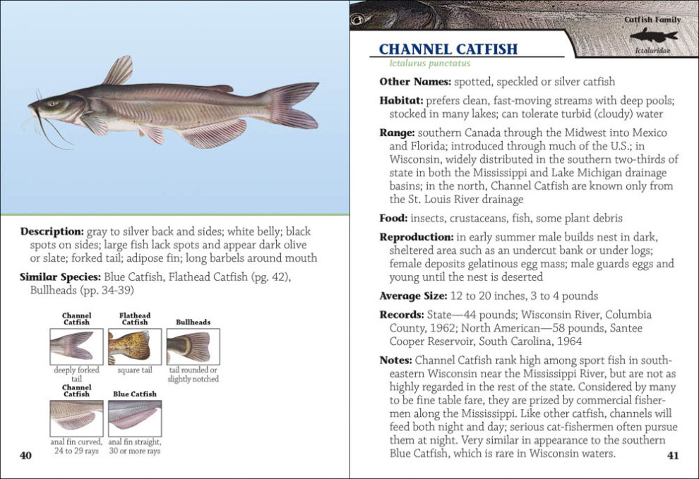 Fish of Wisconsin Field Guide - AdventureKEEN Shop