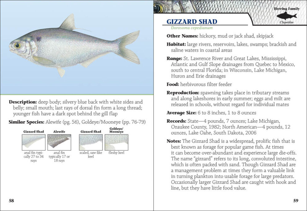 Fish of Wisconsin Field Guide - AdventureKEEN Shop